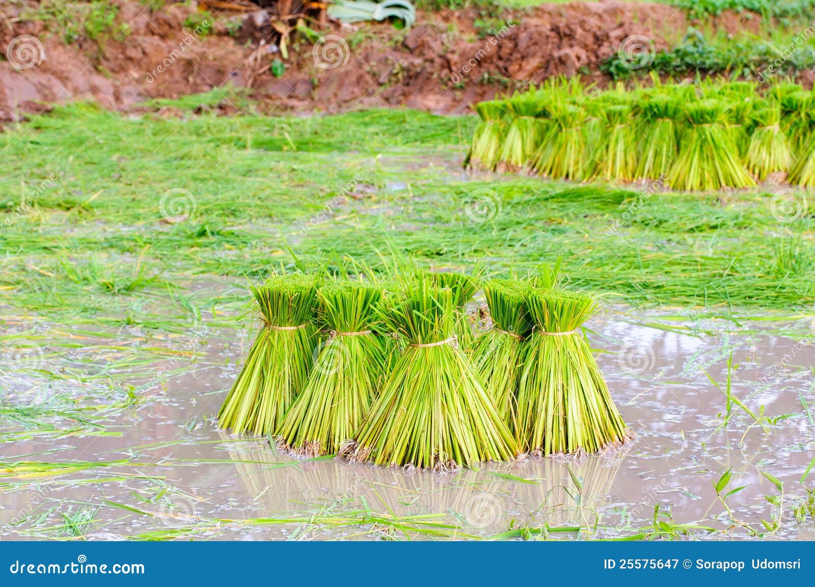 Rice bundle stock image. Image of field, cereal, occupation - 25575647
