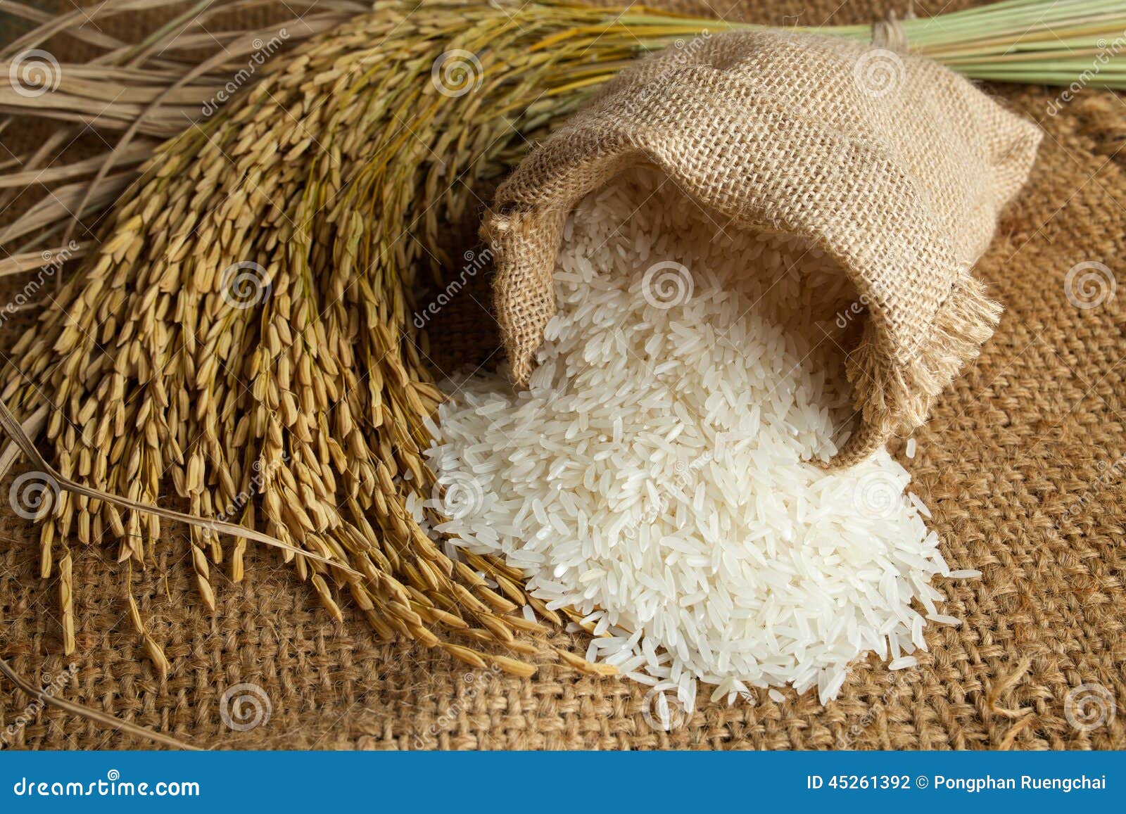 Rice in burlap sack stock photo. Image of people, stalks - 45261392
