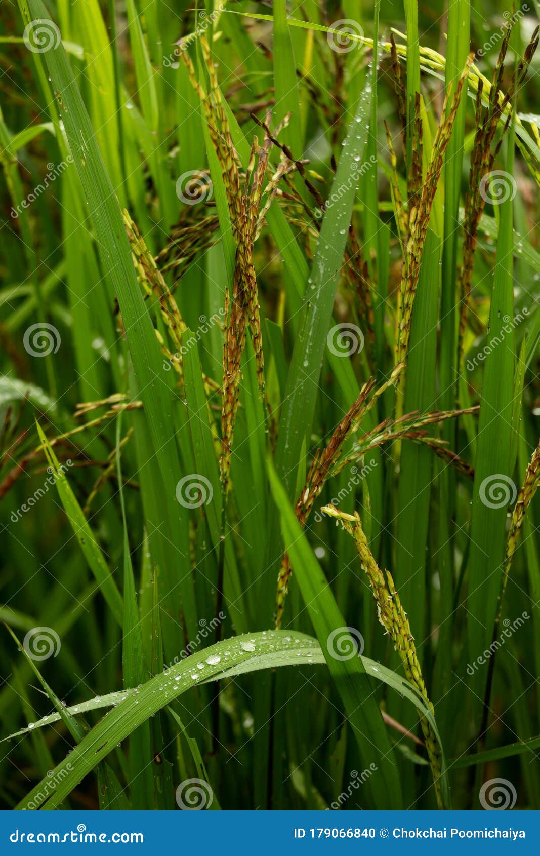 Rice burry field. stock photo. Image of field, grain - 179066840