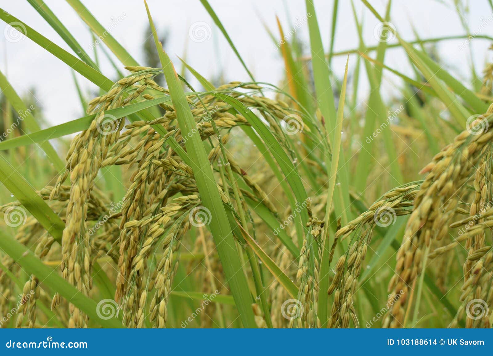 Rice in Cambodia stock photo. Image of grow, natural - 103188614