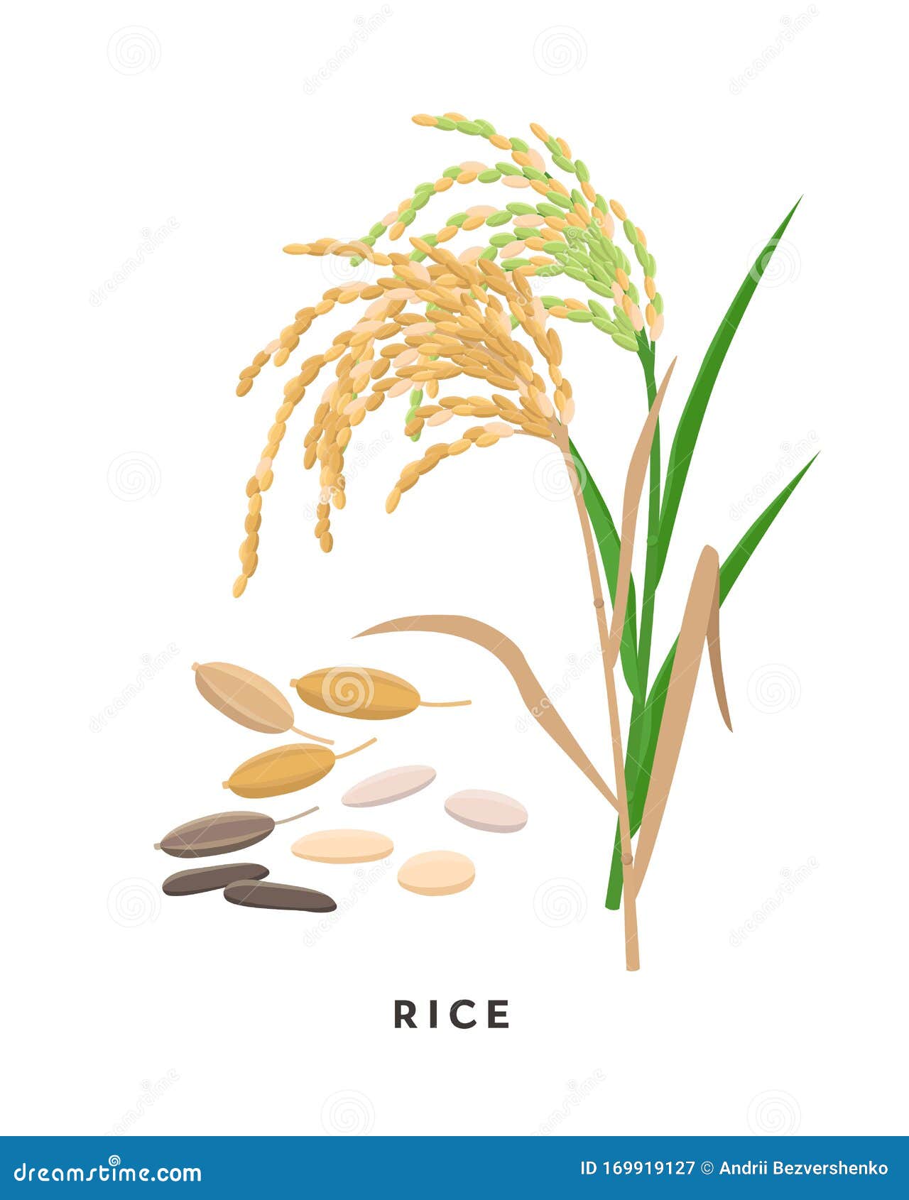 Rice Cereal Grass and Grains - Vector Botanical Illustration in Flat ...