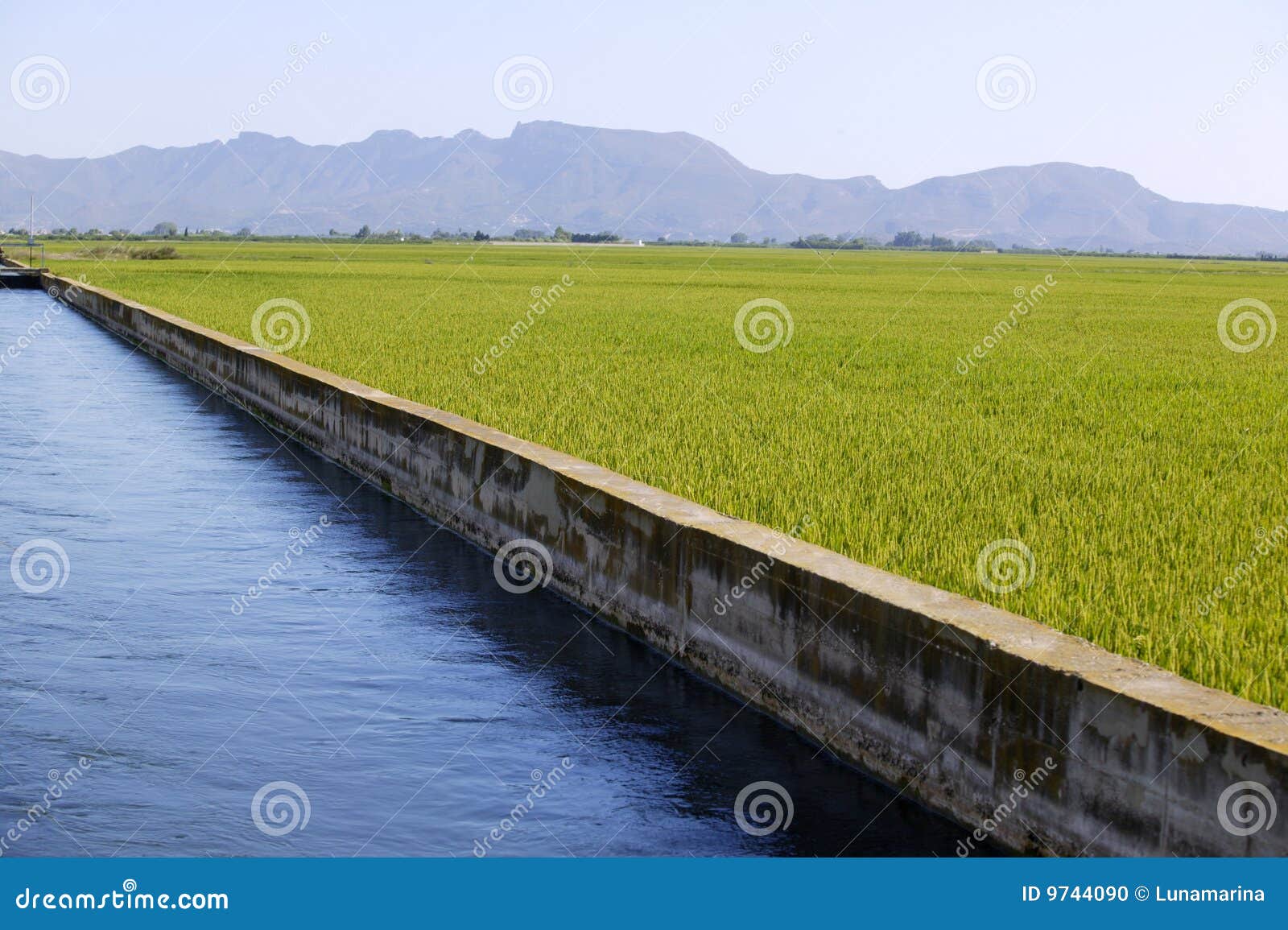 Rice Cereal Green Fields and Blue Irrigation Canal Stock Photo - Image ...