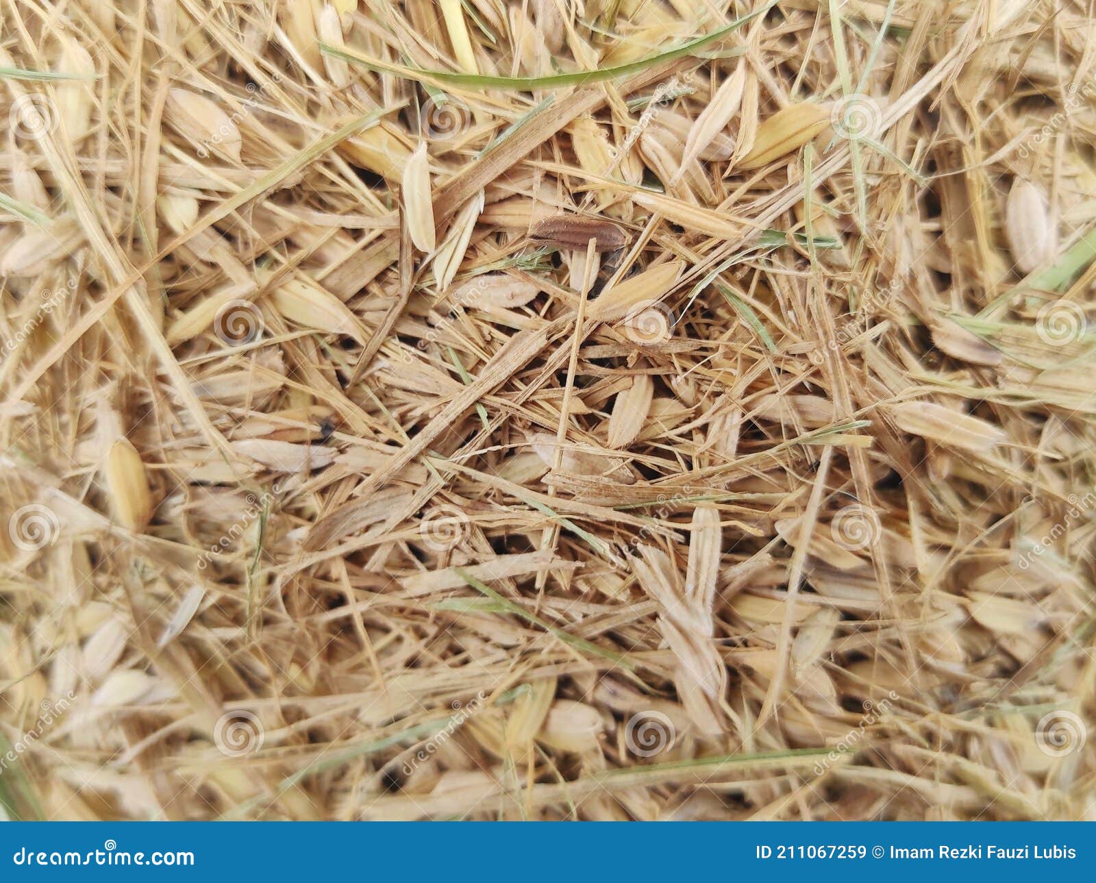 Rice chaff â ¤ stock image. Image of agriculture, chaff - 211067259