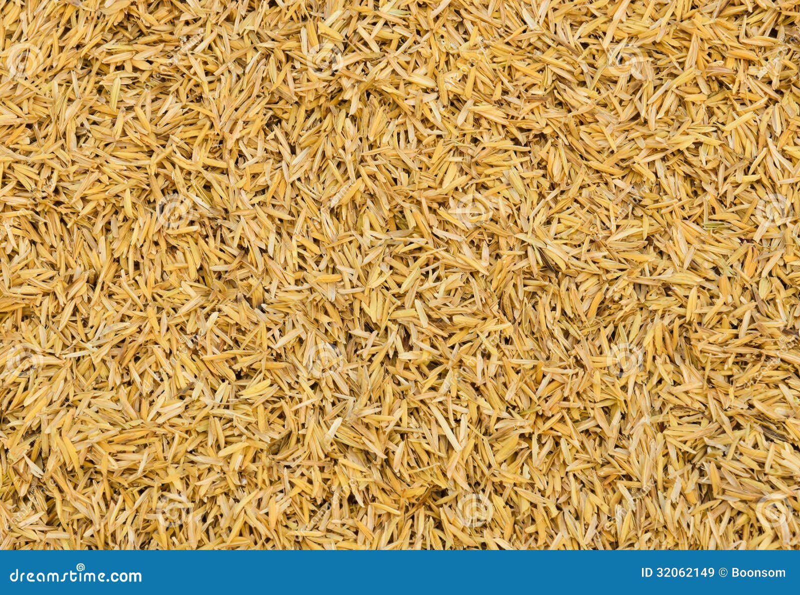 Rice chaff background stock image. Image of plant, agriculture - 32062149