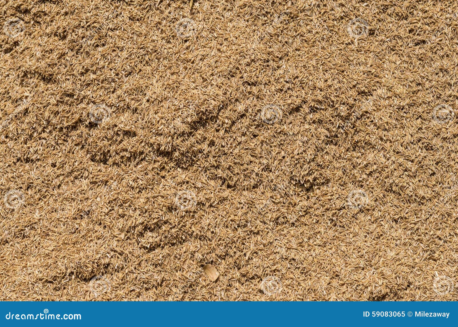 Rice chaff background stock image. Image of cultivation - 59083065