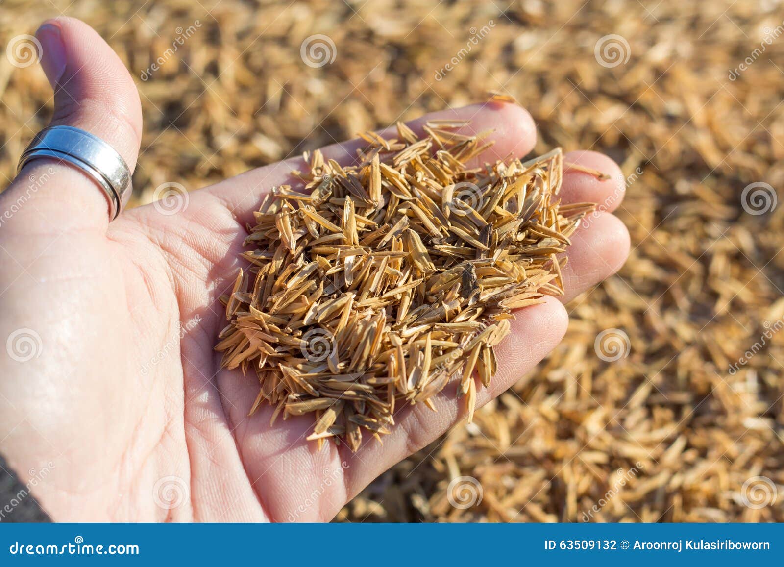 Rice chaff on hand stock photo. Image of empty, hand - 63509132