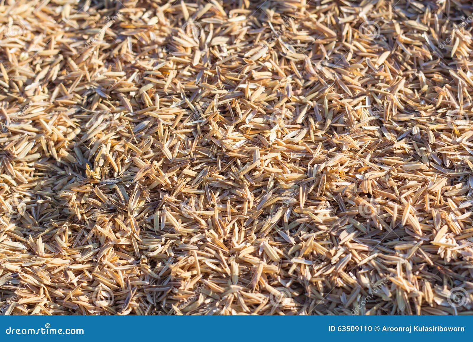 Rice chaff stock photo. Image of asia, agricultural, grain - 63509110