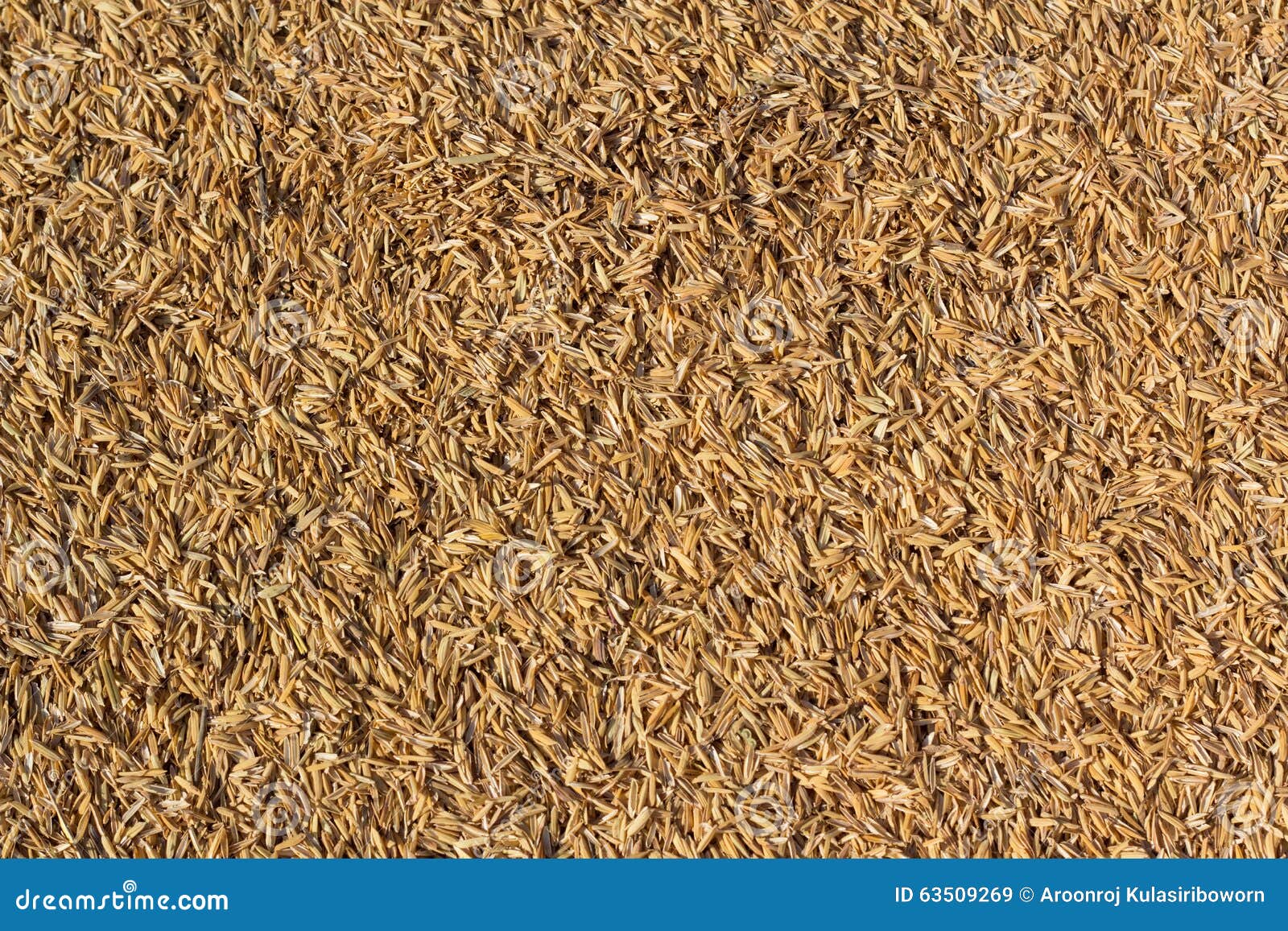 Rice chaff stock image. Image of organic, empty, biofuels - 63509269