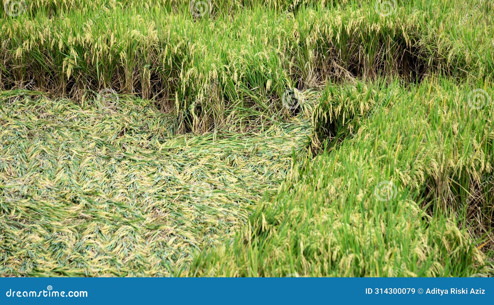 Rice Collapsed in the Fields Due To Strong Winds and Flooding Stock ...