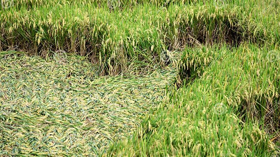 Rice Collapsed in the Fields Due To Strong Winds and Flooding Stock ...