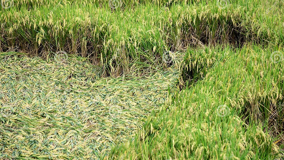Rice Collapsed in the Fields Due To Strong Winds and Flooding Stock ...