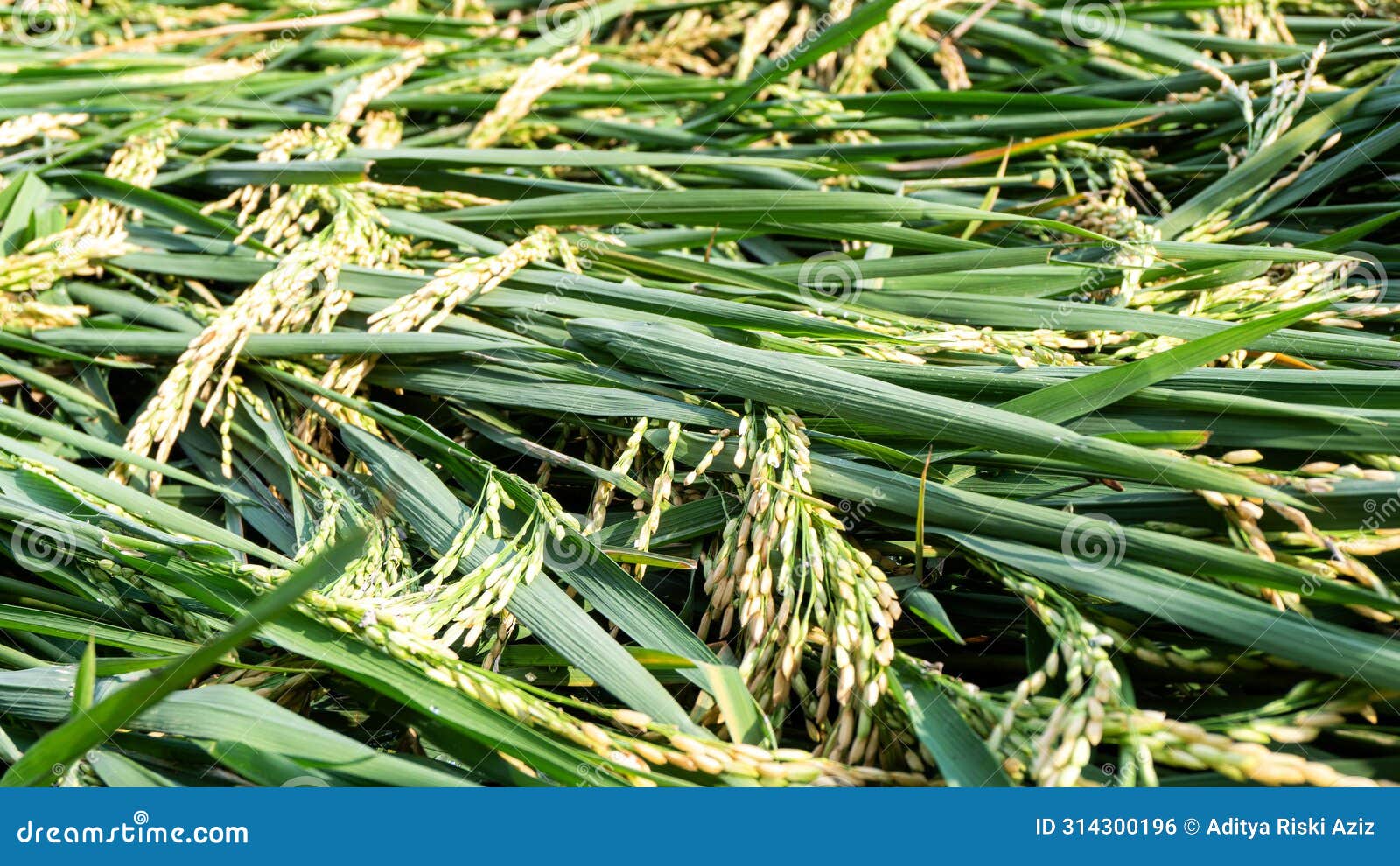 Rice Collapsed in the Fields Due To Strong Winds and Flooding Stock ...