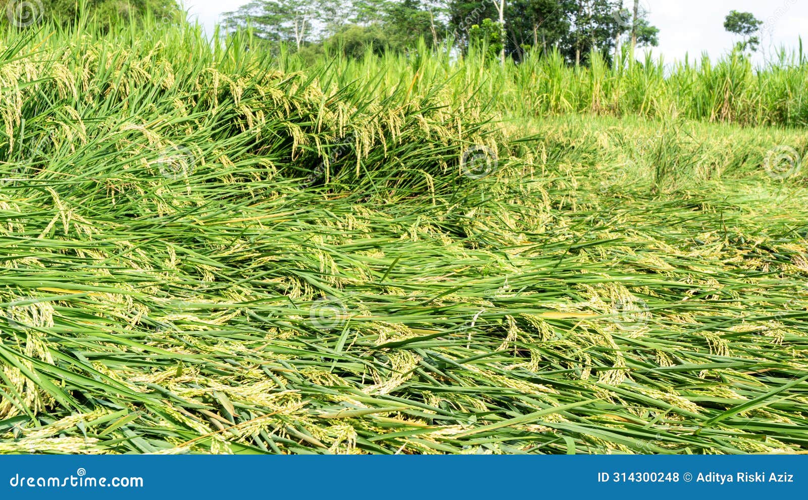 Rice Collapsed in the Fields Due To Strong Winds and Flooding Stock ...