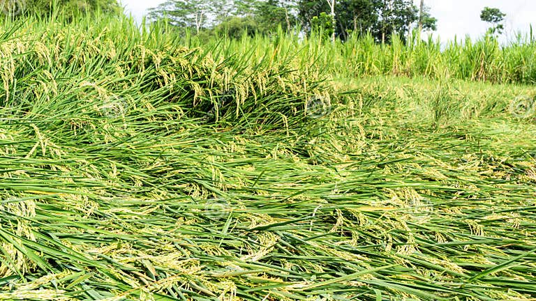 Rice Collapsed in the Fields Due To Strong Winds and Flooding Stock ...