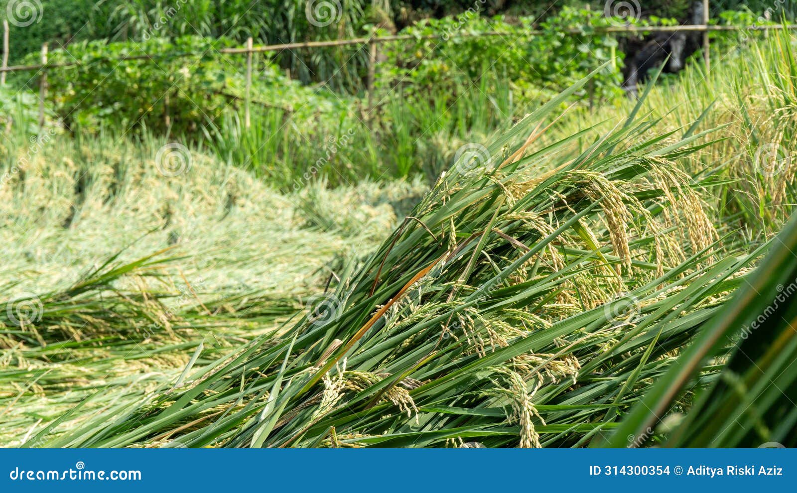 Rice Collapsed in the Fields Due To Strong Winds and Flooding Stock ...