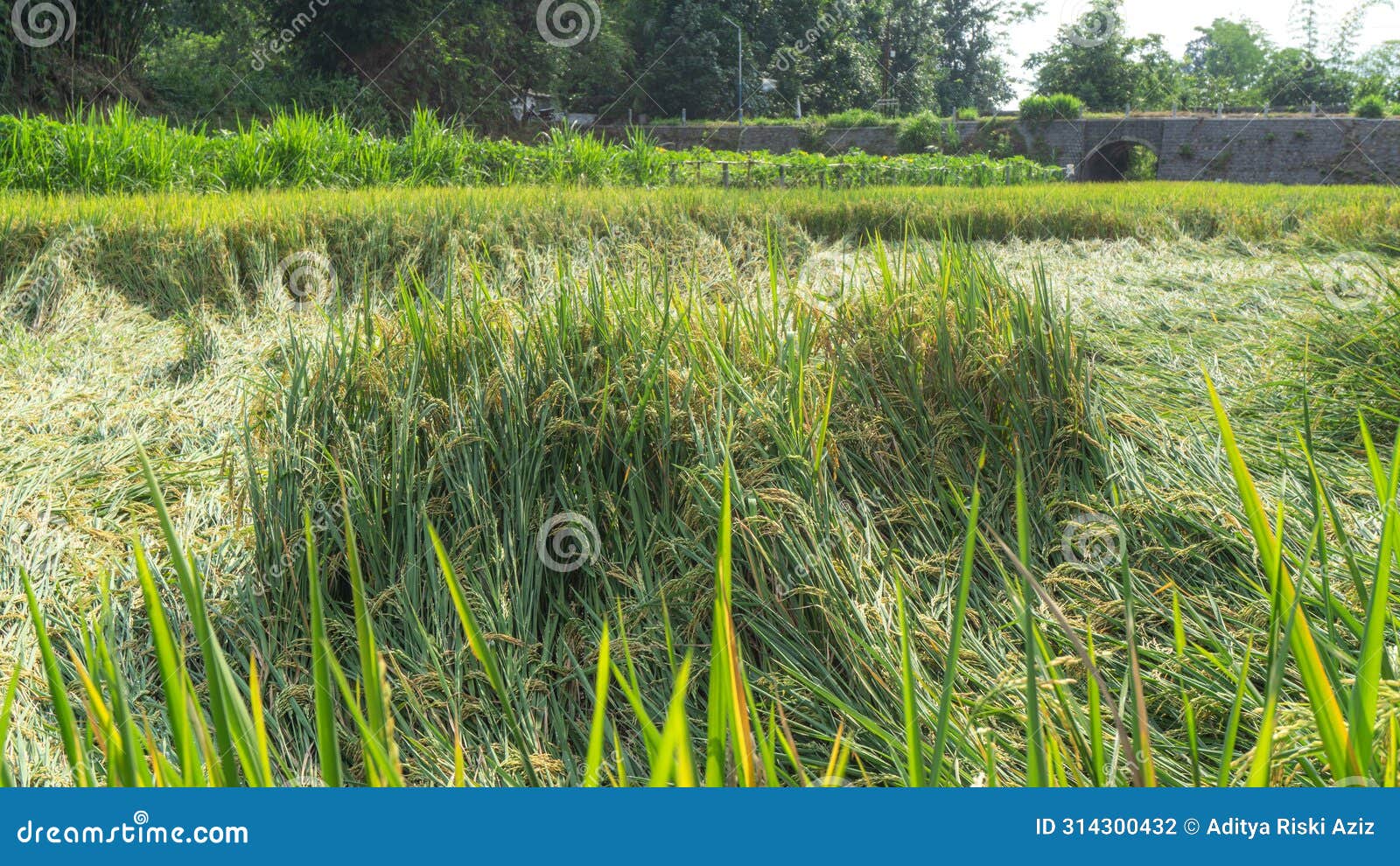 Rice Collapsed in the Fields Due To Strong Winds and Flooding Stock ...