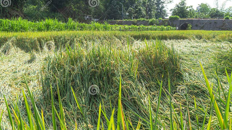 Rice Collapsed in the Fields Due To Strong Winds and Flooding Stock ...