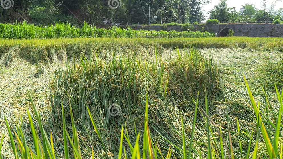Rice Collapsed in the Fields Due To Strong Winds and Flooding Stock ...