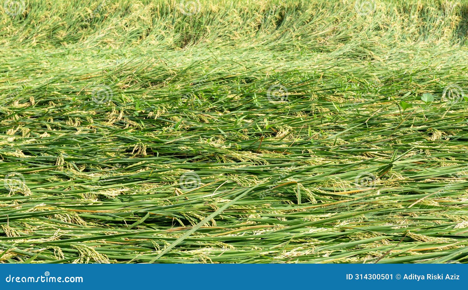 Rice Collapsed in the Fields Due To Strong Winds and Flooding Stock ...