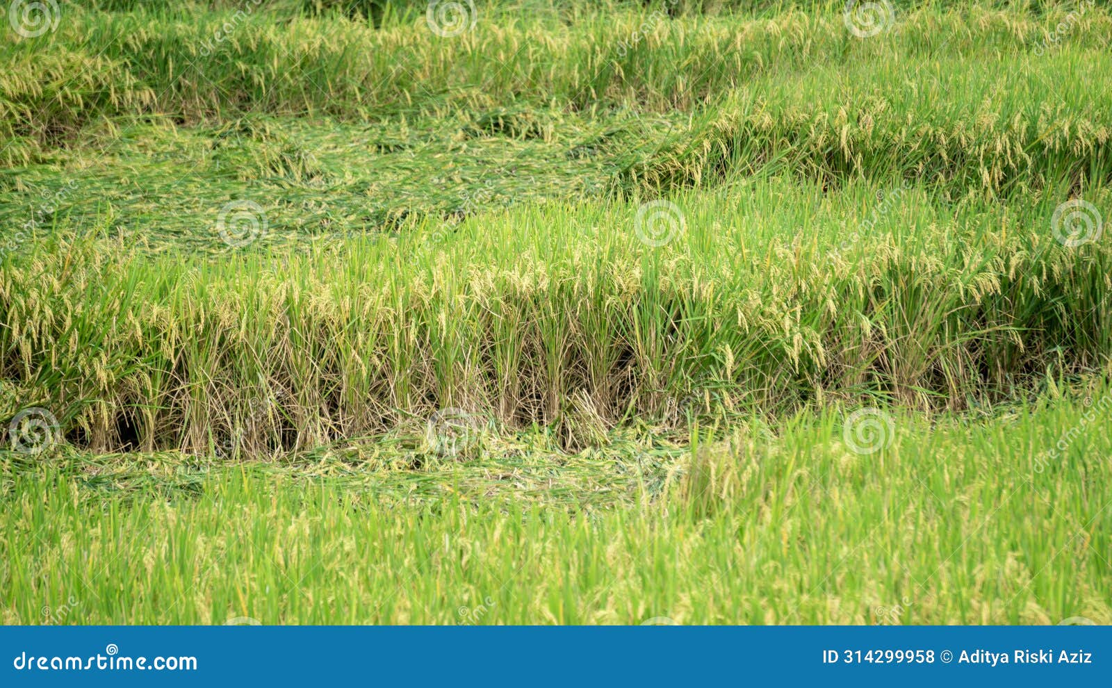 Rice Collapsed in the Fields Due To Strong Winds and Flooding Stock ...