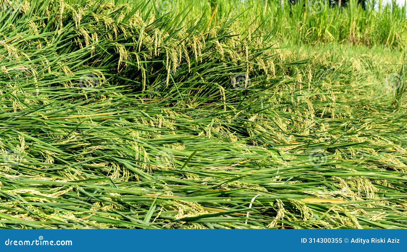 Rice Collapsed in the Fields Due To Strong Winds and Flooding Stock ...