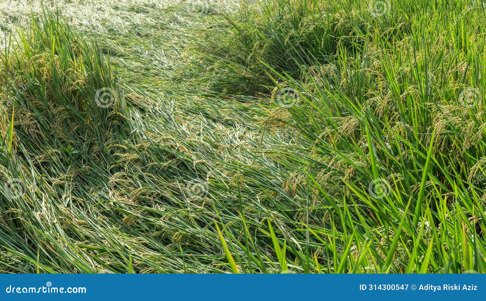 Rice Collapsed in the Fields Due To Strong Winds and Flooding Stock ...
