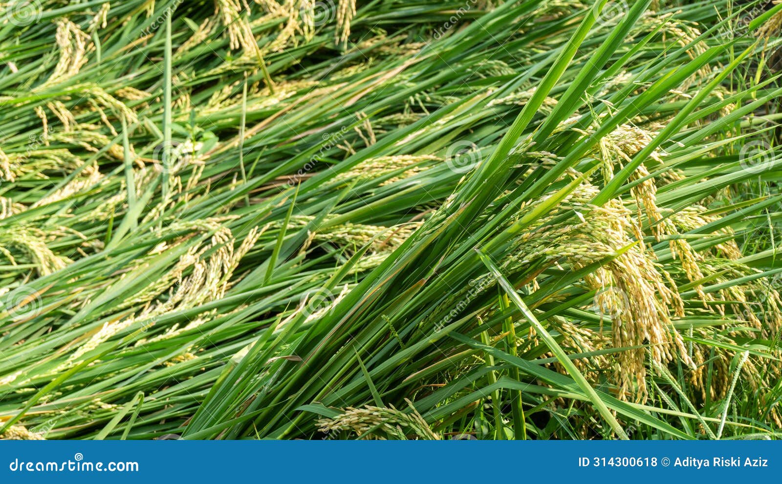 Rice Collapsed in the Fields Due To Strong Winds and Flooding Stock ...