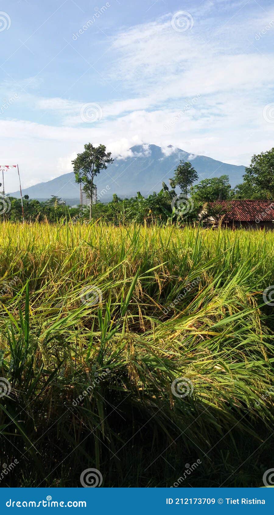 Rice collapsed in the wind stock image. Image of prairie - 212173709