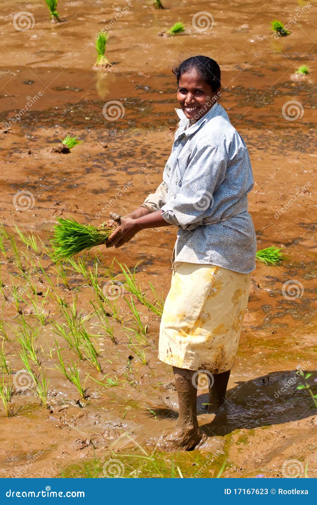 Rice collector editorial stock photo. Image of cultivation - 17167623