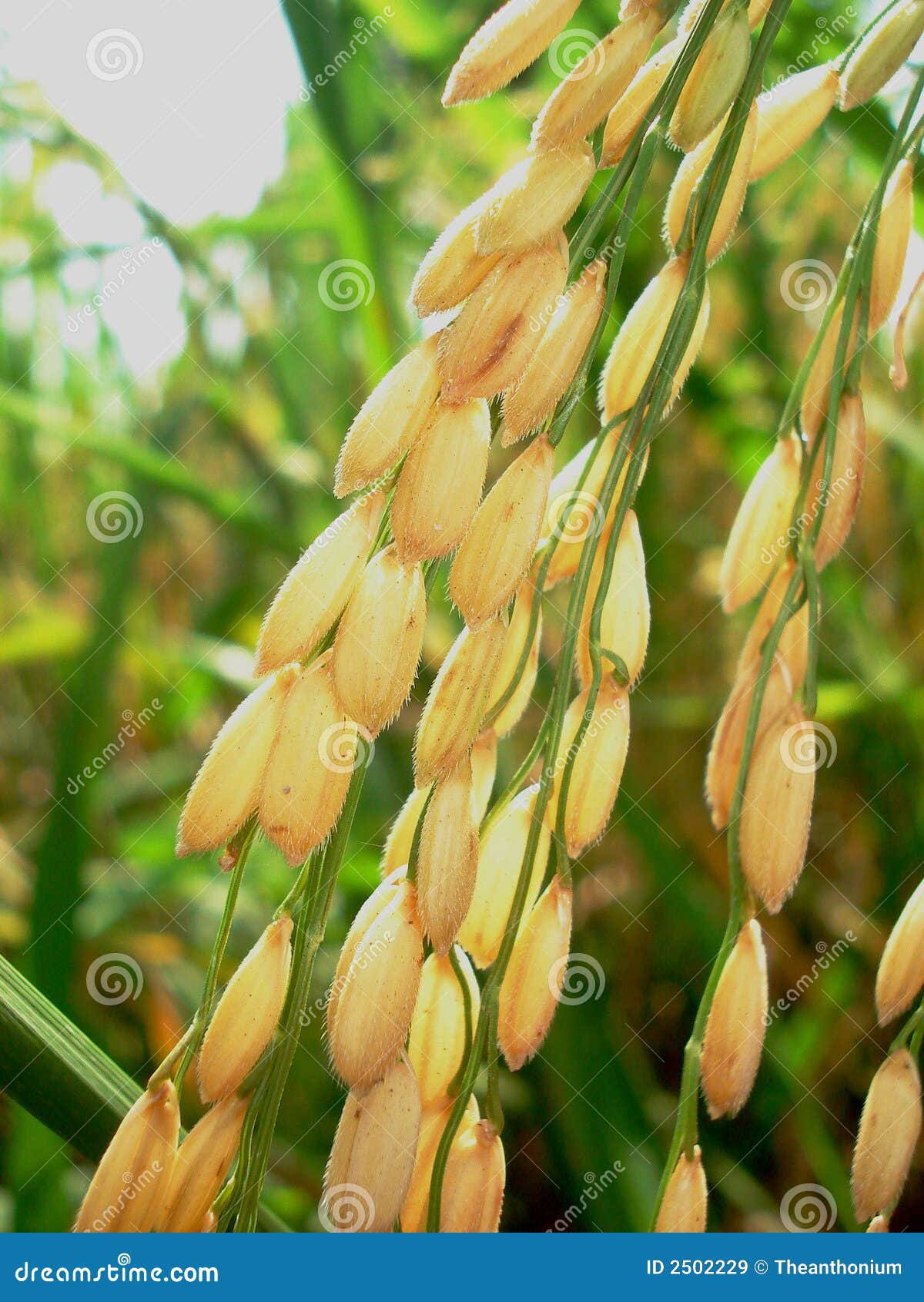 Rice colors stock image. Image of farming, biology, asian - 2502229