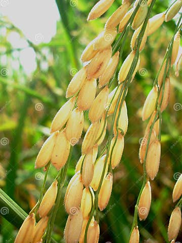 Rice colors stock image. Image of farming, biology, asian - 2502229