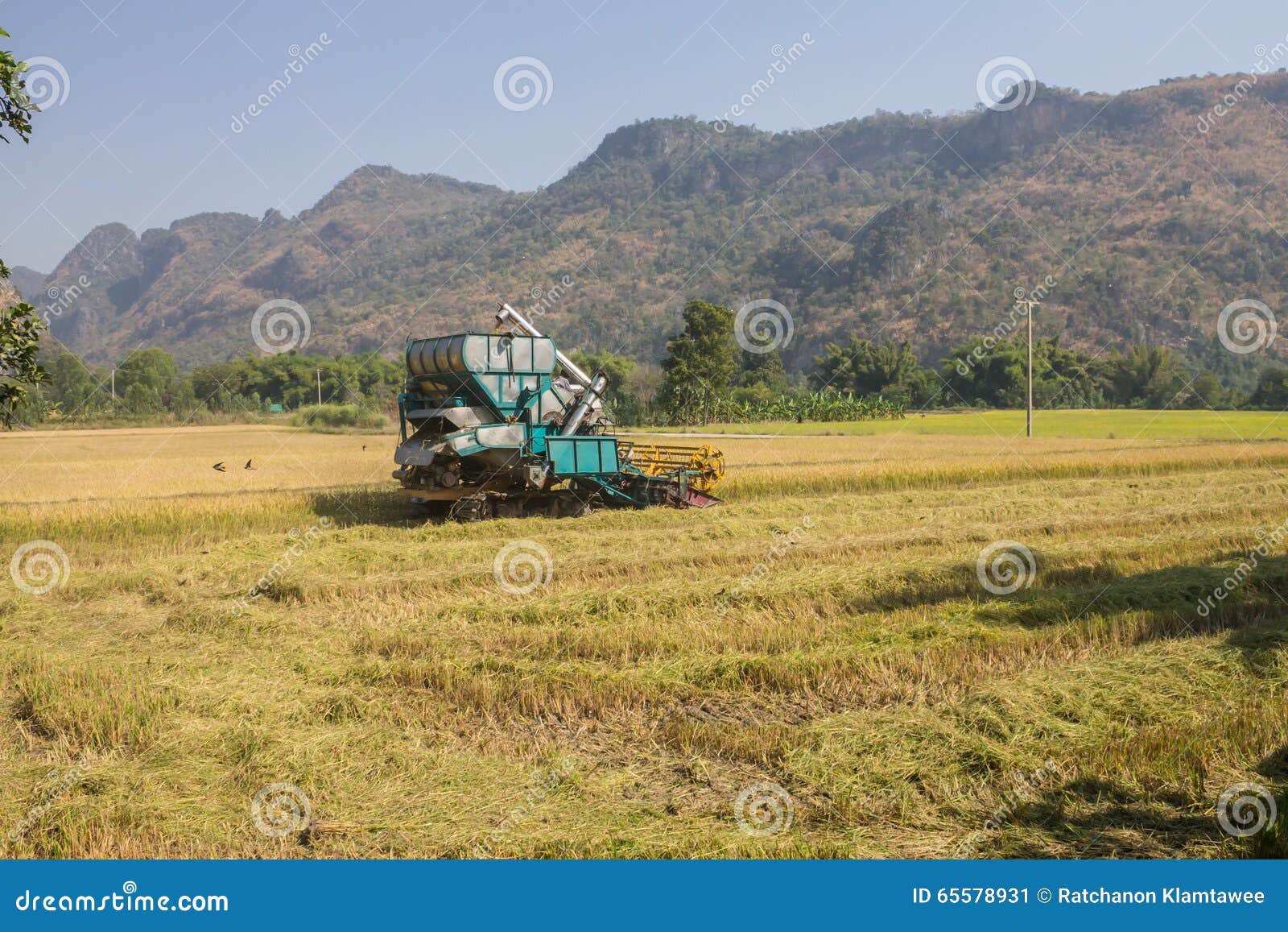 Rice combine harvesters stock image. Image of food, crop - 65578931