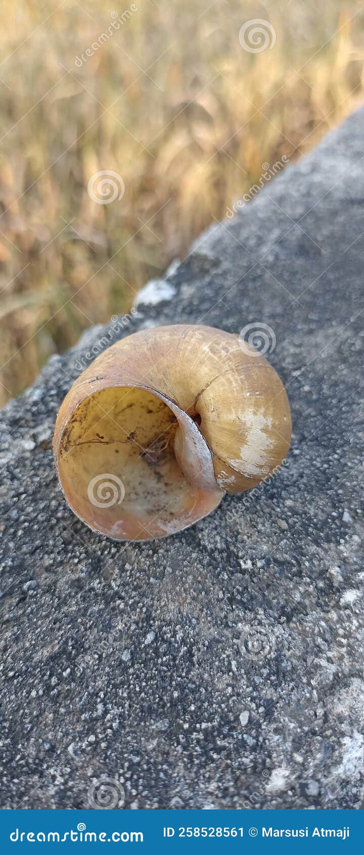 Rice Conch Shells stock image. Image of animal, wildlife - 258528561