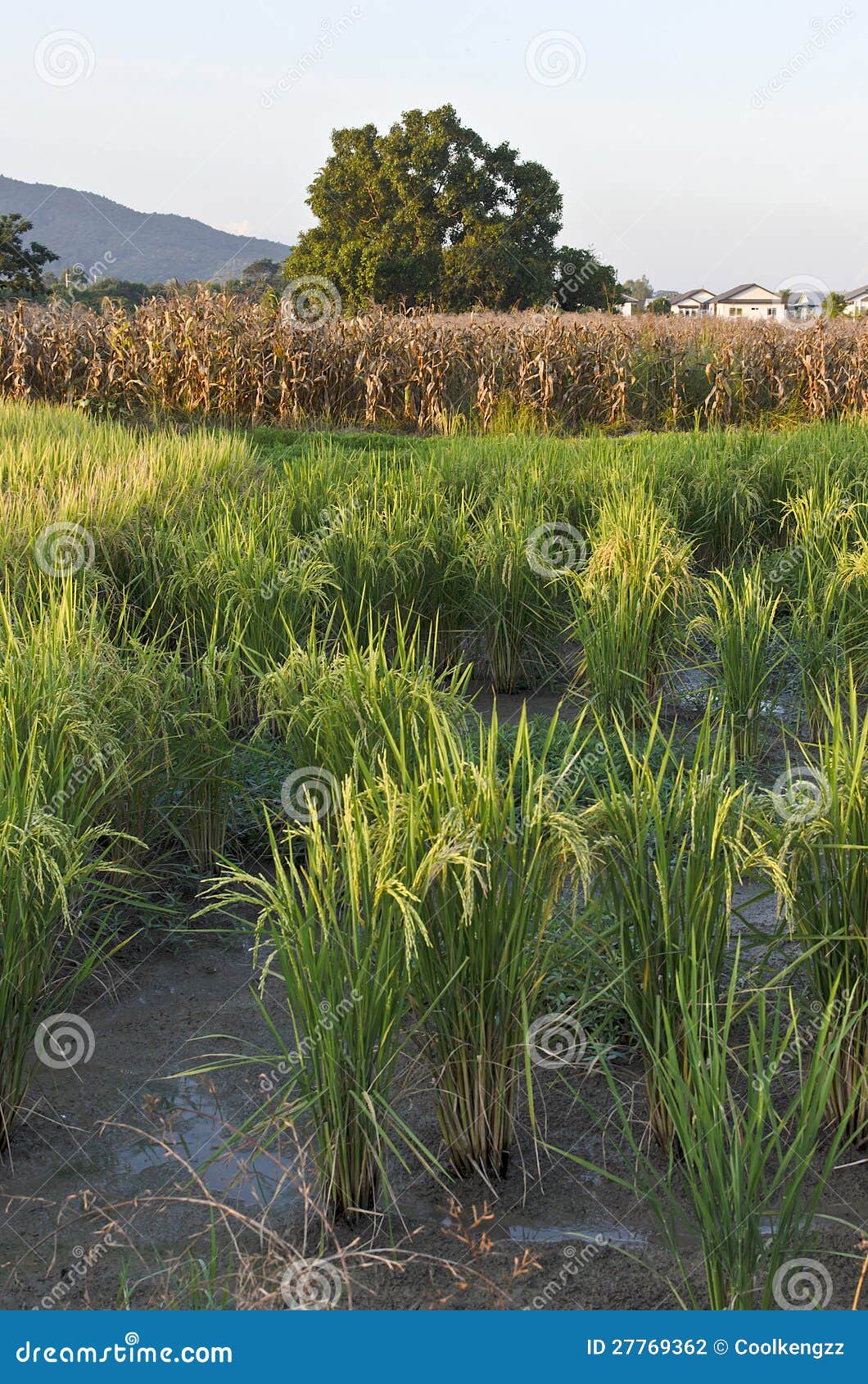 Rice and Corn Farm stock photo. Image of field, countryside - 27769362