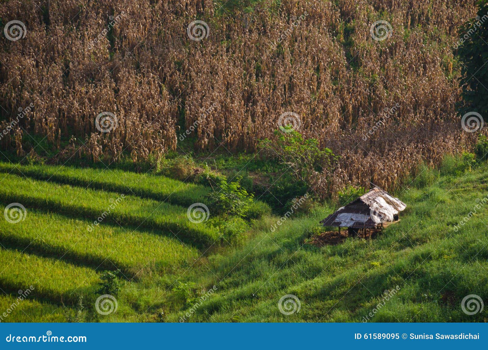 Rice and corn field stock image. Image of fresh, paddy - 61589095