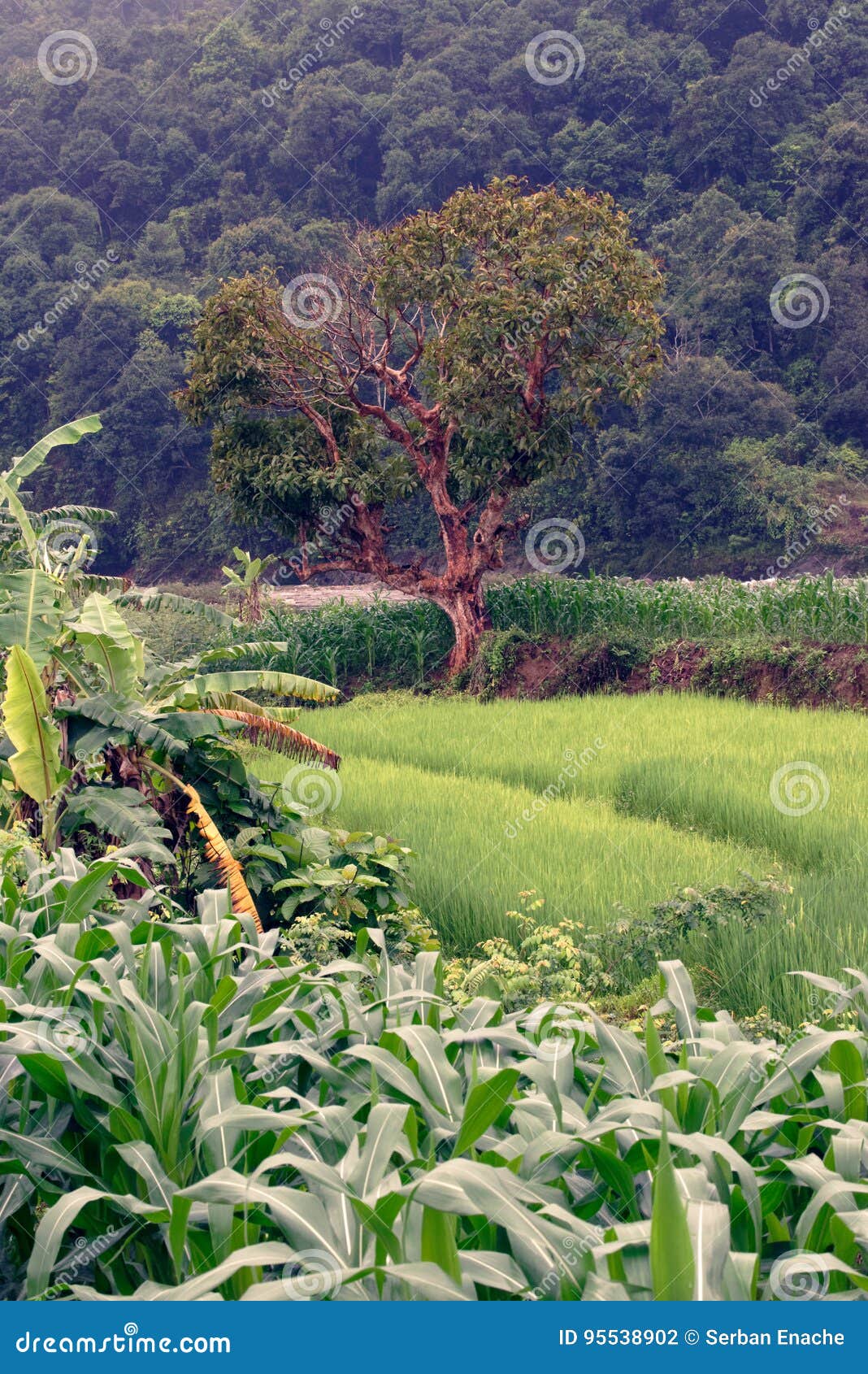 Rice and Corn Fields in Sapa Stock Photo - Image of corn, sapa: 95538902