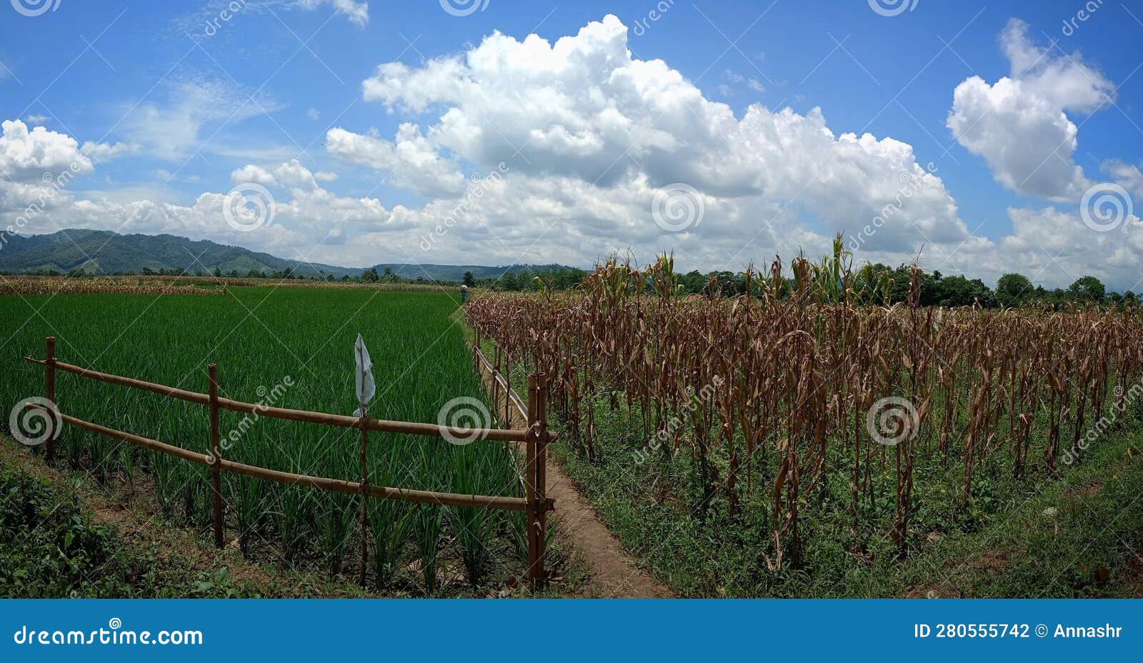 Rice and corn fields photo stock photo. Image of natural - 280555742
