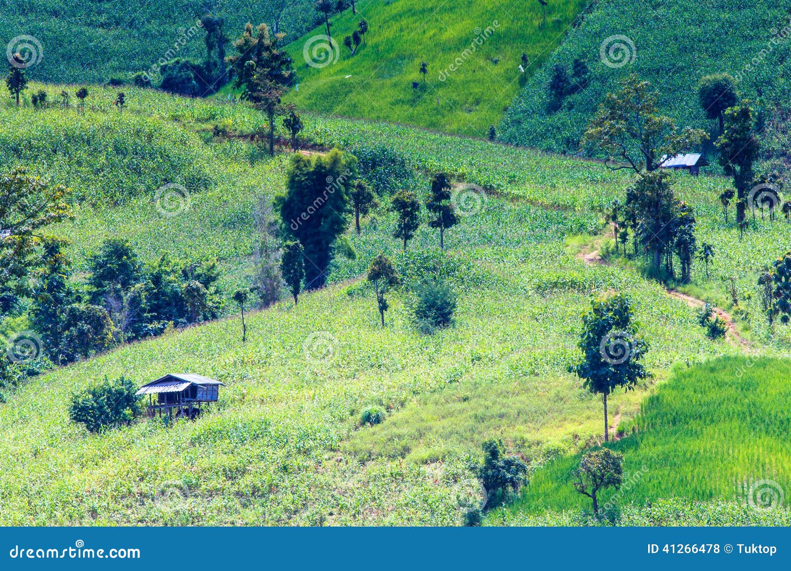Rice and Corn Growing in Field Stock Photo - Image of corn, green: 41266478