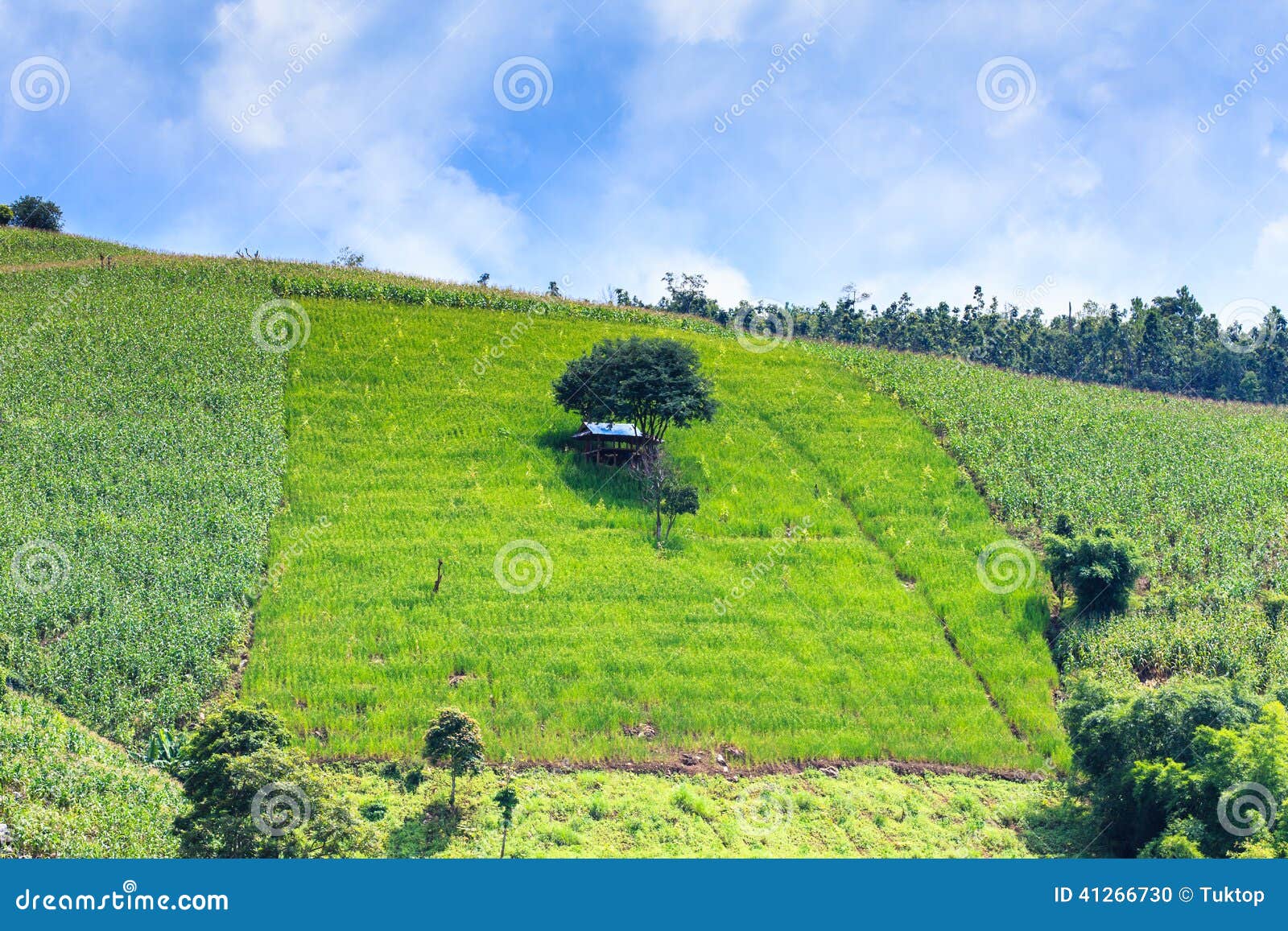 Rice and Corn Growing in Field Stock Photo - Image of horticulture ...