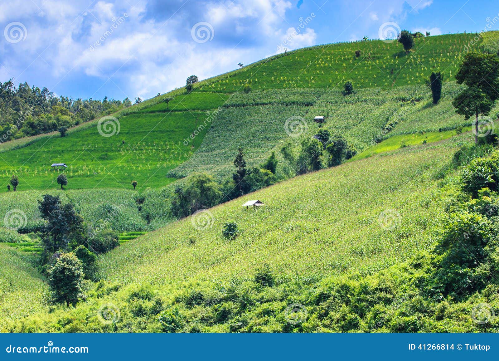Rice and Corn Growing in Field Stock Photo - Image of local, hill: 41266814