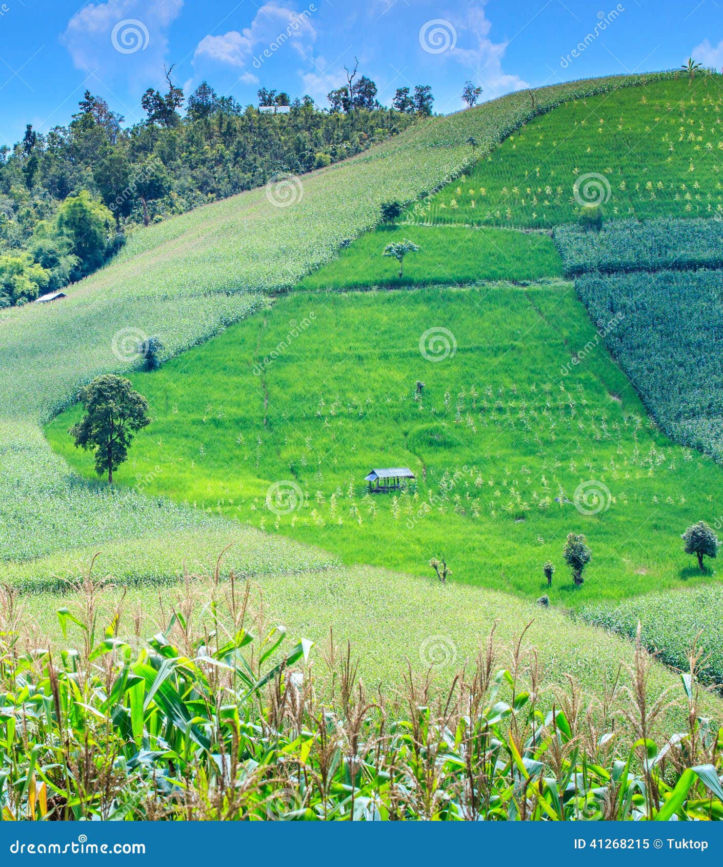 Rice and Corn Growing in Field Stock Image - Image of northern, meadow ...