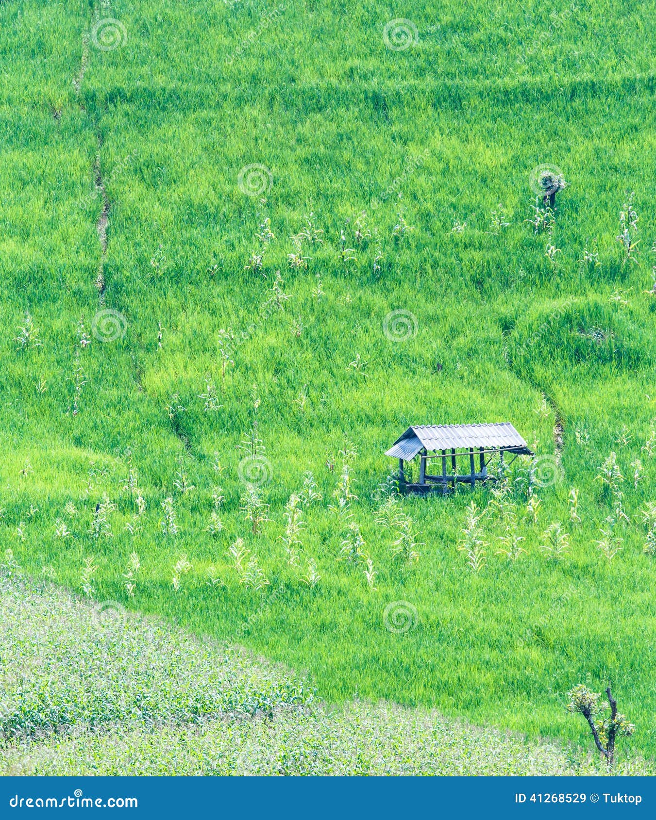 Rice and Corn Growing in Field Stock Image - Image of food, local: 41268529