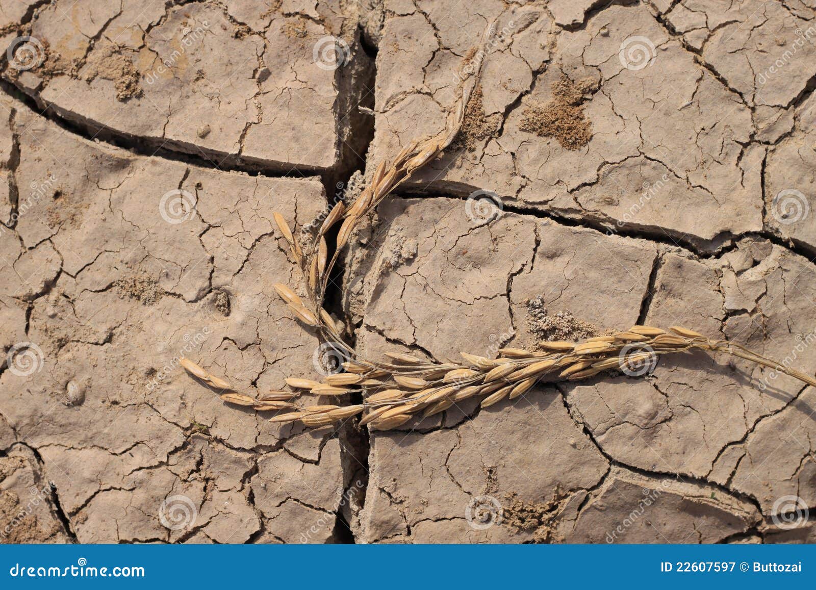 Rice in crack ground stock image. Image of closeup, detail - 22607597