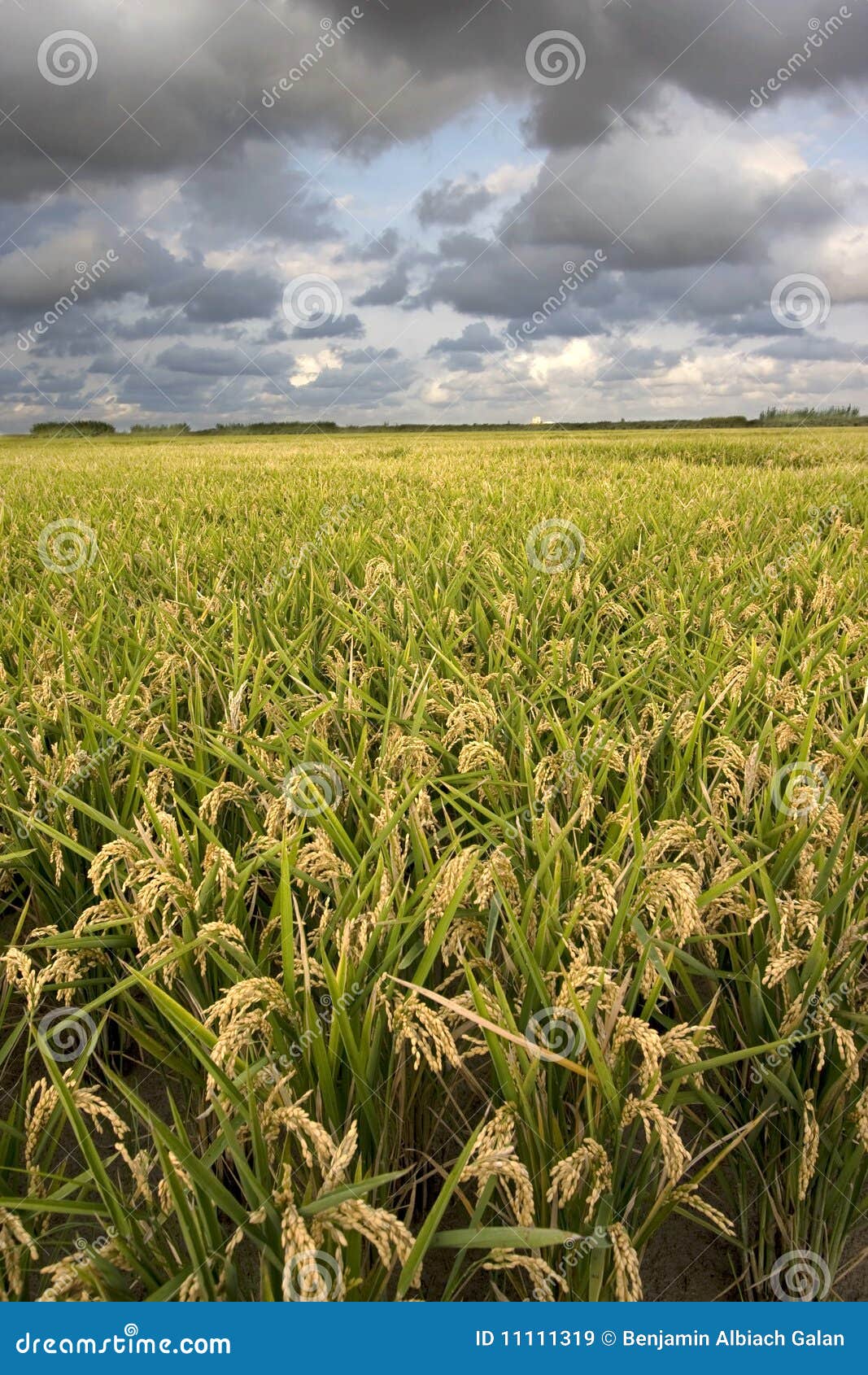 Rice Crop Field Maturity Period Royalty-Free Stock Image ...