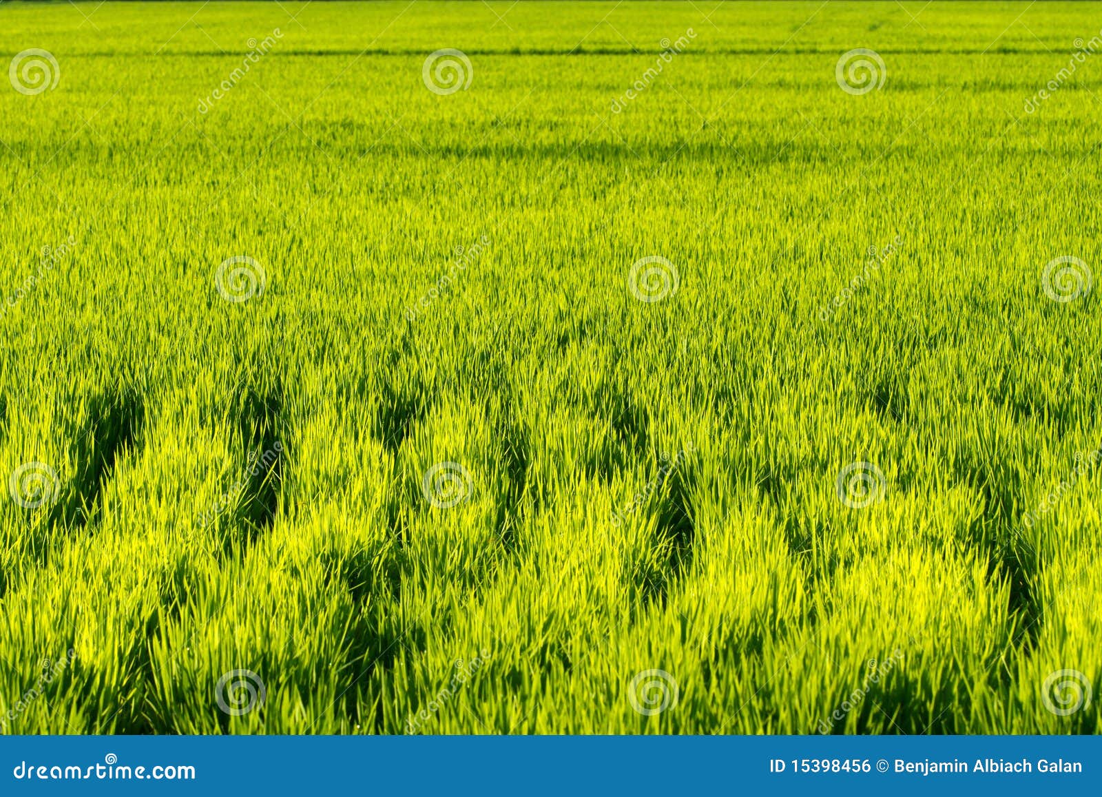 Rice crop stock photo. Image of green, calm, agriculture - 15398456