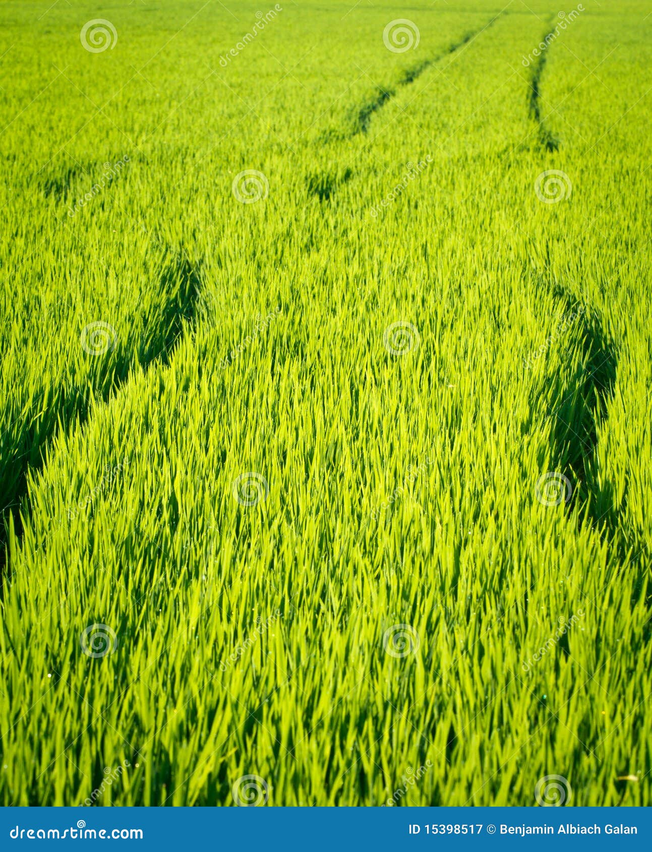 Rice crop stock image. Image of vertical, tranquility - 15398517