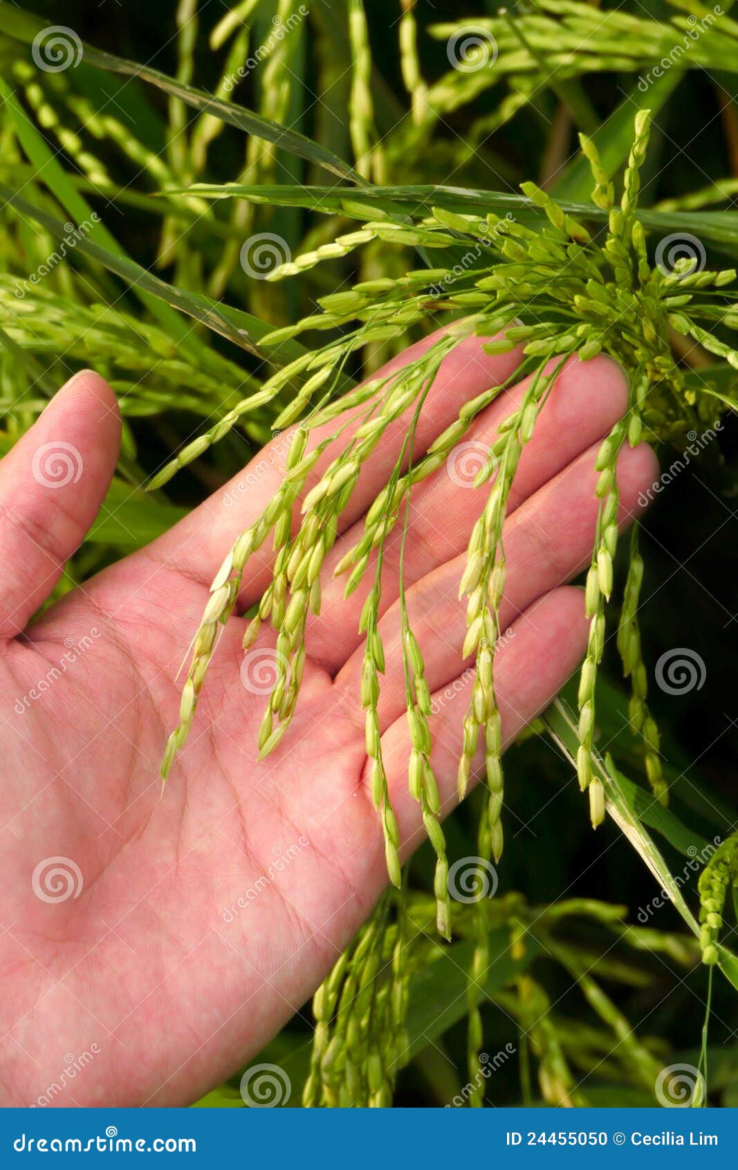 Rice Crop stock photo. Image of nature, cultivate, agriculture - 24455050