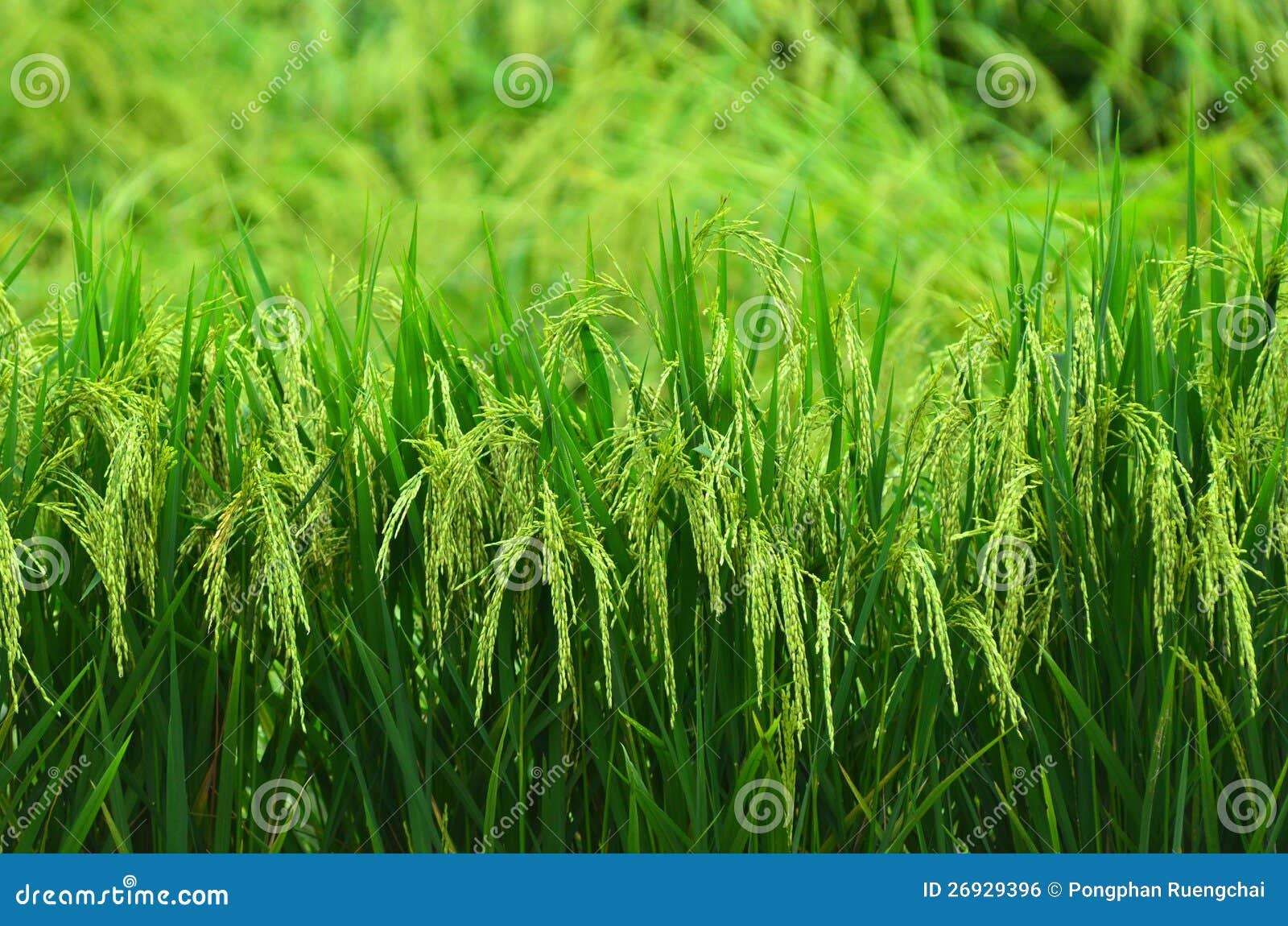 Rice crop stock photo. Image of green, crop, farm, grass - 26929396