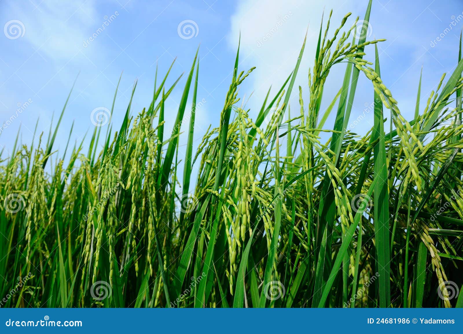 Rice Crop Field Maturity Period Royalty-Free Stock Image ...