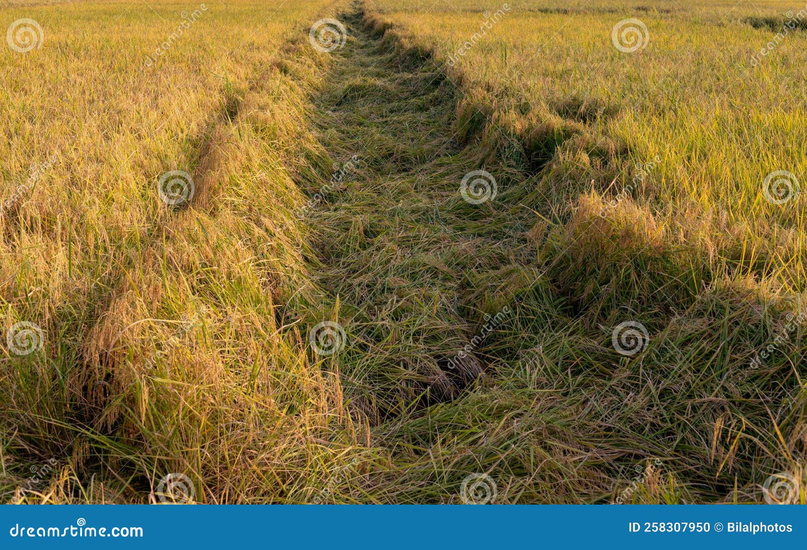 Rice Crop Damage by Wind and Rain Stock Photo - Image of agriculture ...